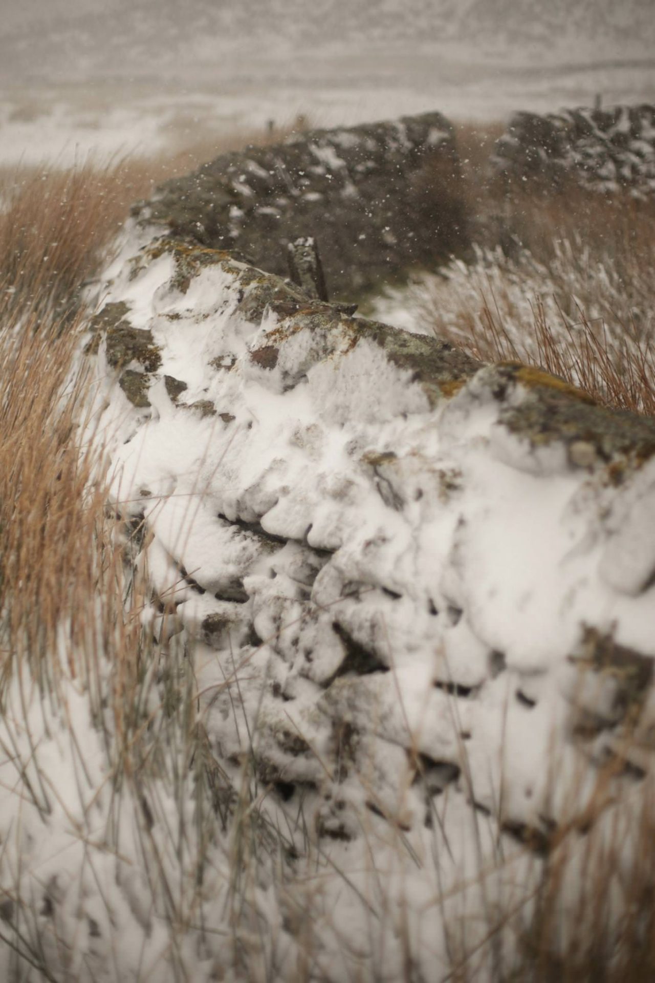 What is a tup? | Tupping time on a Scottish Sheep Farm