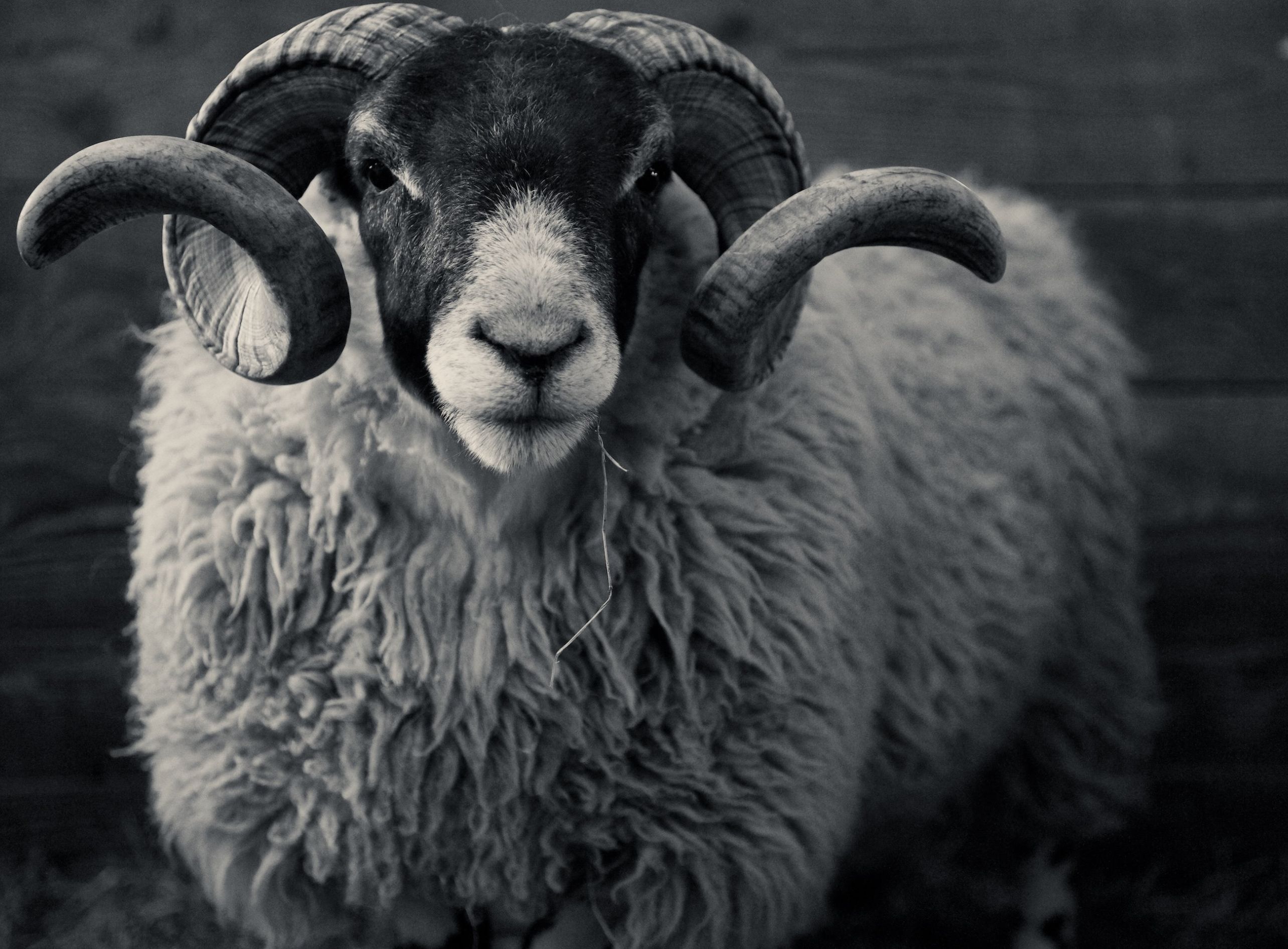 What is a tup? | Tupping time on a Scottish Sheep Farm